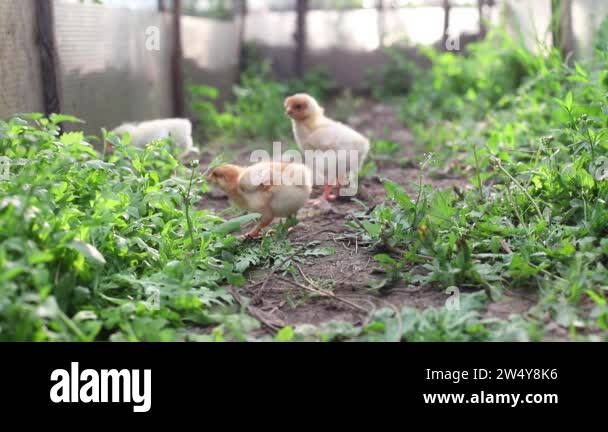 Three yellow baby chicks walk at eye level, peck at grass. Two weeks ...