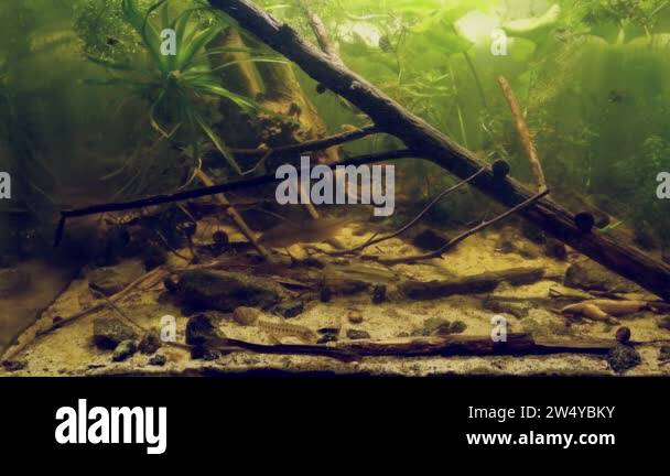 European bitterling, sunbleak, spined loach and weatherfish live ...