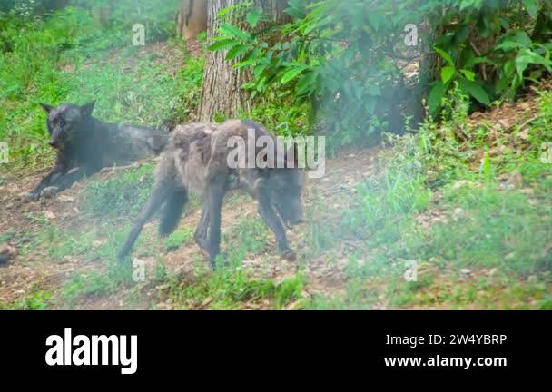 Dangerous wolves Stock Videos & Footage - HD and 4K Video Clips - Alamy