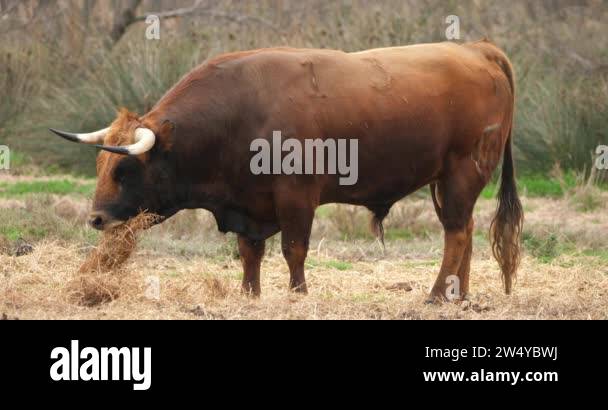 Spanish fighting bull horn Stock Videos & Footage - HD and 4K Video ...