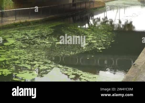 Cells river Stock Videos & Footage - HD and 4K Video Clips - Alamy
