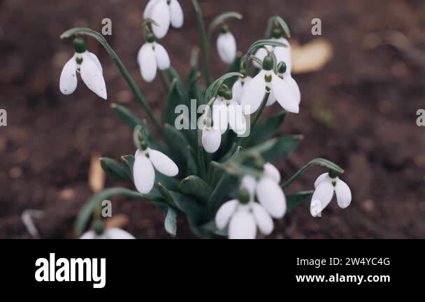 The perfect snowdrops appear in the garden as a sign of the coming of ...