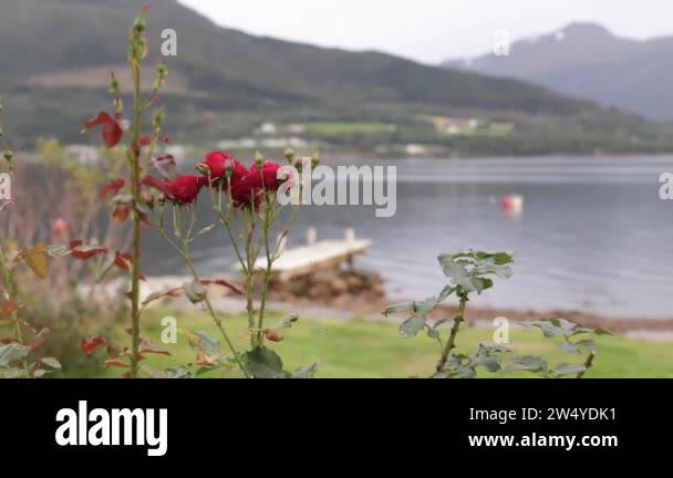 Norwegian rose Stock Videos & Footage - HD and 4K Video Clips - Alamy