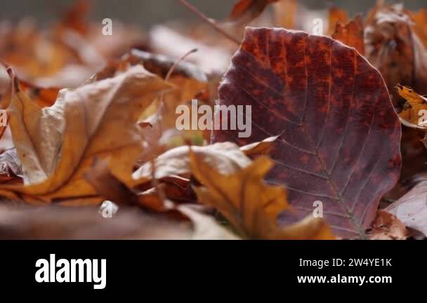 Beech texture Stock Videos & Footage - HD and 4K Video Clips - Alamy