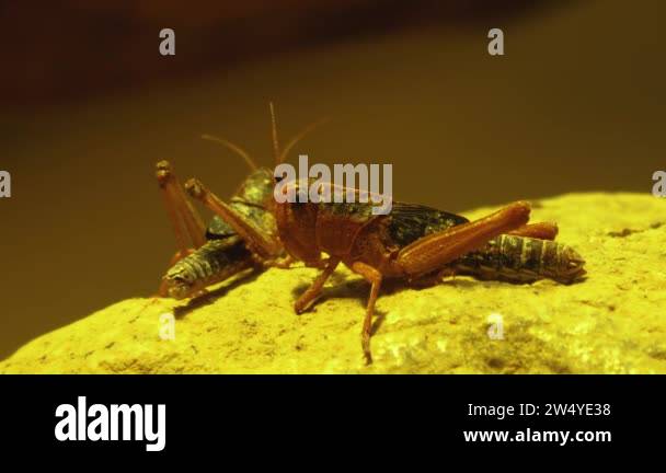 Grasshoppers up close Stock Videos & Footage - HD and 4K Video Clips ...
