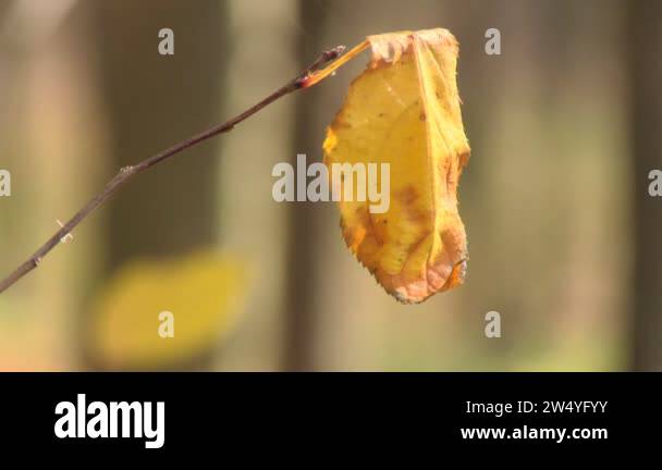 Wilted leaf Stock Videos & Footage - HD and 4K Video Clips - Alamy