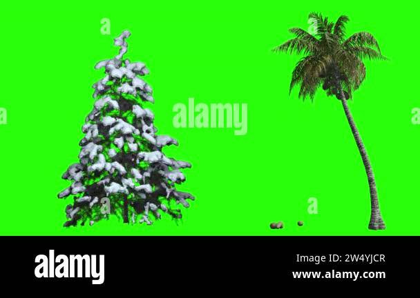 Animation of a Christmas tree and a palm tree on a green screen. Green ...