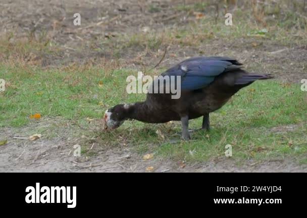 Ducks eat from the ground and graze on the grass. A large flock of ...