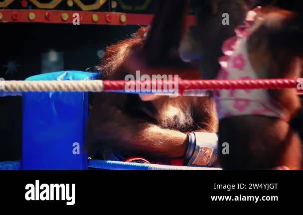 Punch monkey Stock Videos & Footage - HD and 4K Video Clips - Alamy