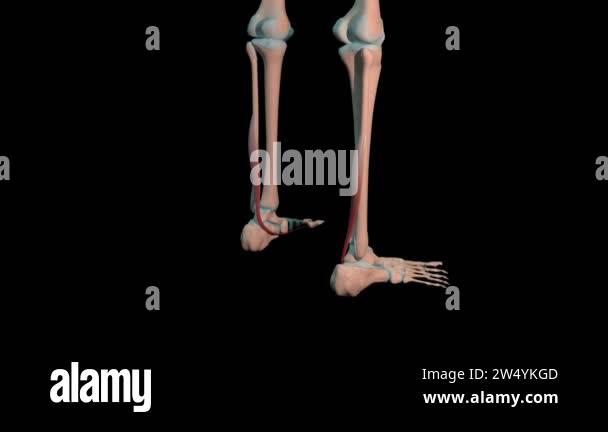 This 3d animation shows the flexor hallucis muscles in full rotation ...