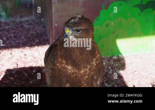 Zoo raptor birds prey Stock Videos & Footage - HD and 4K Video Clips ...