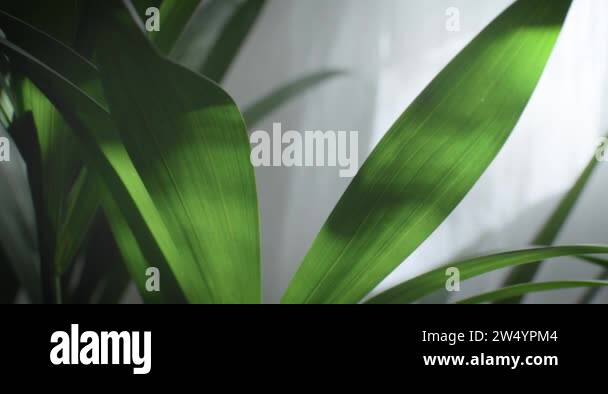 Indoor plant and white curtains moved wind 4K. House plants display. Indoor plants in window ...