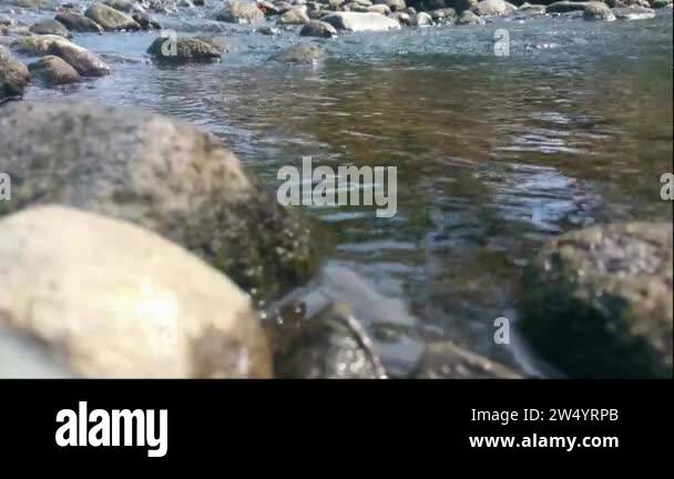 The flow of water is calm in a river with abundant water. a stream of ...