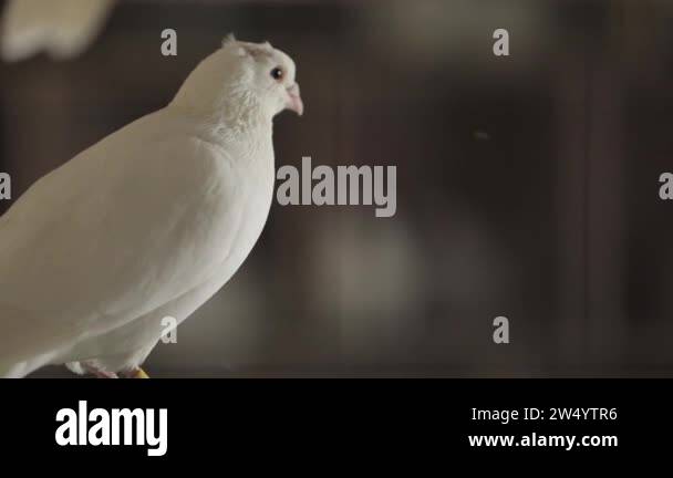 A beautiful white dove sits on perch. The focus shifts and we see other ...