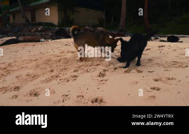 Cambodian Razorback dogs playing and digging holes at the beach of Koh ...