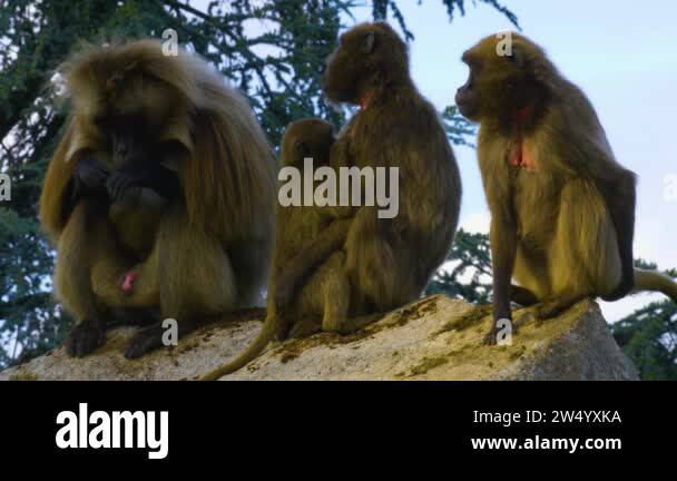 Monkeys zoo large group Stock Videos & Footage - HD and 4K Video Clips ...