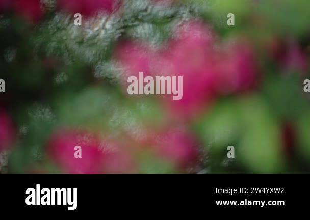 Standard rose bush Stock Videos & Footage - HD and 4K Video Clips - Alamy