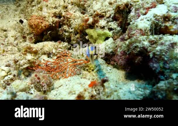 A blue ribbon eel crawled out of the coral reef and shakes its head ...