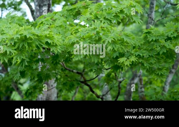Beautiful green forest in the rain, water drops on maple leaves ...