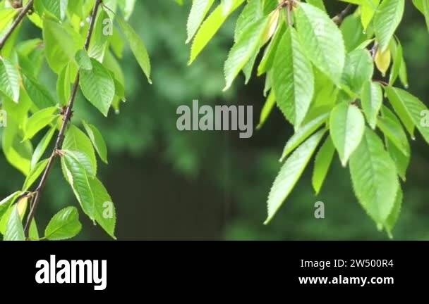 Loud rain Stock Videos & Footage - HD and 4K Video Clips - Alamy