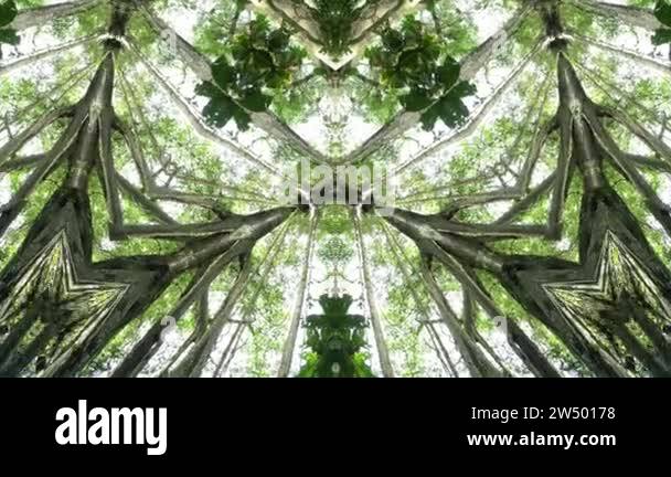Dynamic symmetry in nature Stock Videos & Footage - HD and 4K Video ...
