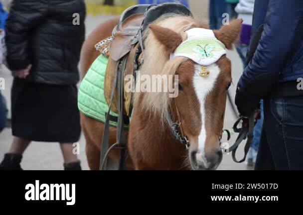 Pony transport Stock Videos & Footage - HD and 4K Video Clips - Alamy