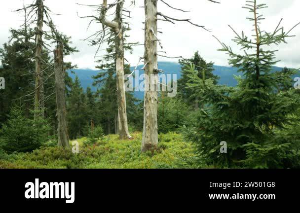Dead spruce trees picea abies Stock Videos & Footage - HD and 4K Video ...