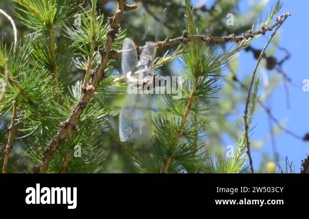 Bug wings Stock Videos & Footage - HD and 4K Video Clips - Alamy