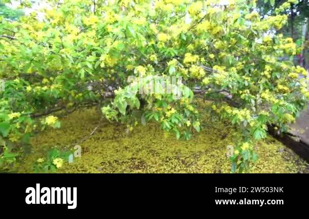 Ochna integerrima flower blooming in garden on outskirts. This is ...