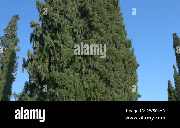 Trees with beautiful foliage Stock Videos & Footage - HD and 4K Video ...