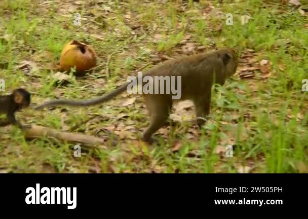 Angkor monkeys Stock Videos & Footage - HD and 4K Video Clips - Alamy