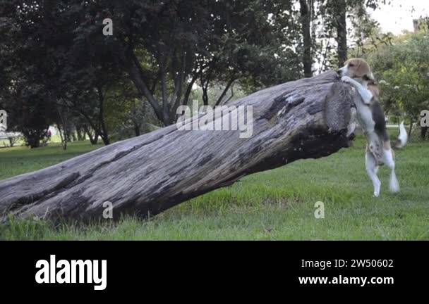 The leaning tree trunk Stock Videos & Footage - HD and 4K Video Clips ...