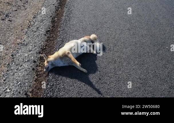 The fox who died as a result of a car crash, the fox who died on the ...