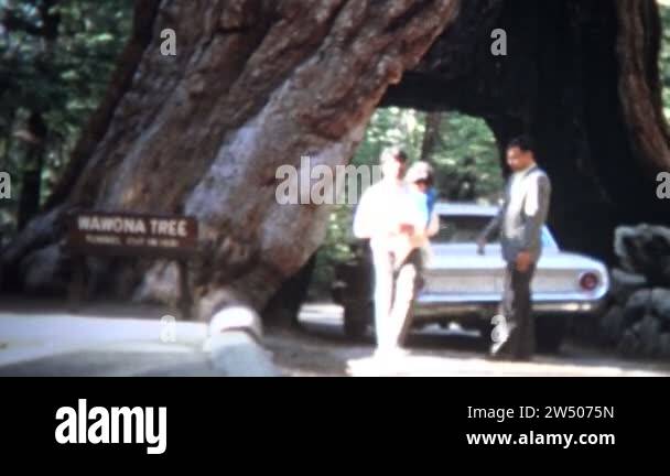 Car driving through redwood tree Stock Videos & Footage - HD and 4K ...