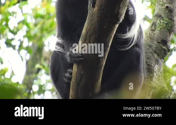 Black White Colobus and Colobi Monkeys at Natural Environment on ...