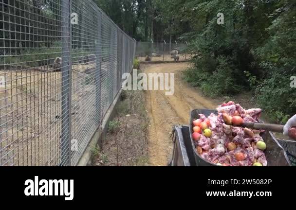 Feeding the Bear Animals in the Wildlife Animal Rescue and ...