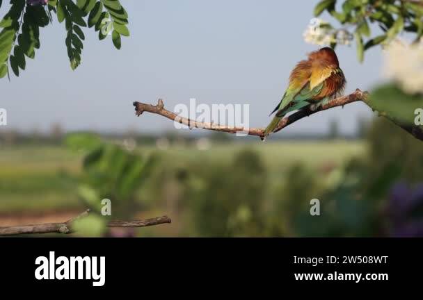 Parrot courtship Stock Videos & Footage - HD and 4K Video Clips - Alamy