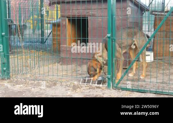 Homeless mongrel dog eating from an iron bowl. Asylum. Stray dogs in an ...