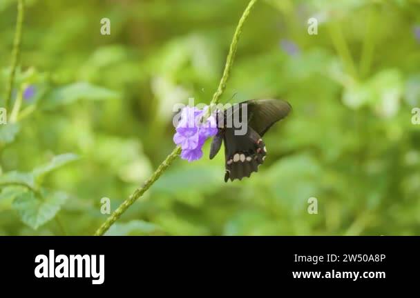 The Ruby-Spotted Swallowtail or Red-Spotted Swallowtail (Papilio ...