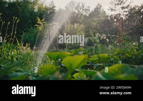 An automatic sprinkler sprinkles water on plants in the garden Stock ...