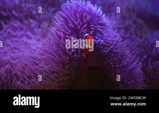 Sea Anemone in a marine aquarium with Nemo fish Stock Video Footage - Alamy