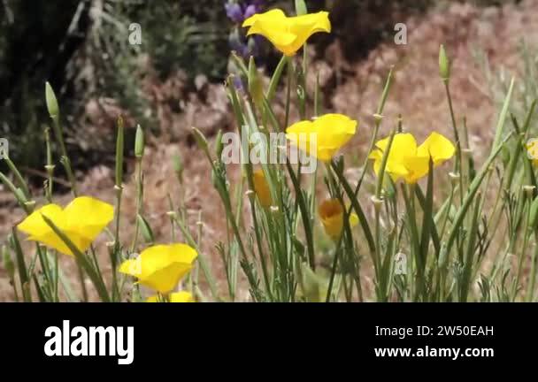 Cyme inflorescences of yellow bloom from California Poppy, Eschscholzia ...