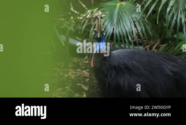 Peacock at Taronga zoo island in Sydney daytime handheld Stock Video ...