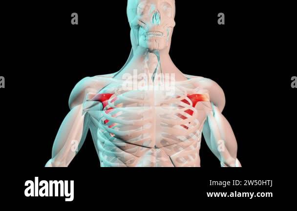 This 3d video shows the subscapularis muscles anatomical position on ...