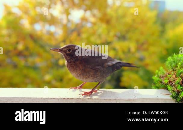 Bird songbird Stock Videos & Footage - HD and 4K Video Clips - Alamy