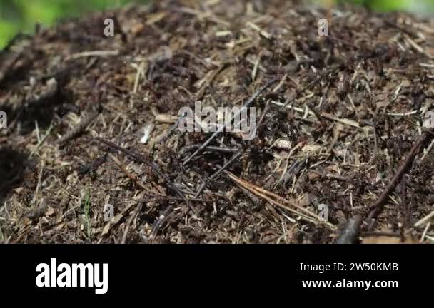 Animals working animals Stock Videos & Footage - HD and 4K Video Clips ...