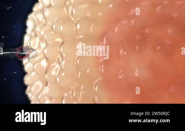 Sperm. Spermatozoon inside human egg cell. Realistic 3d animation Stock ...