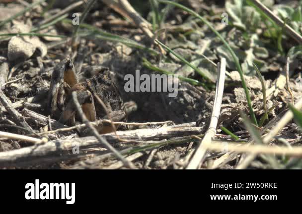Burrowing wolf spider peeks out of its burrow, waiting for insects to ...