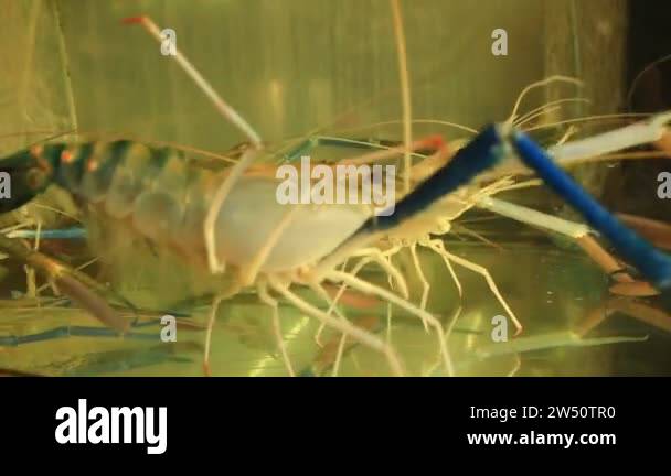 Macrobrachium rosenbergii, also known as the giant river prawn, giant ...