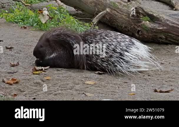 The Indian crested Porcupine, Hystrix indica or Indian porcupine is a ...